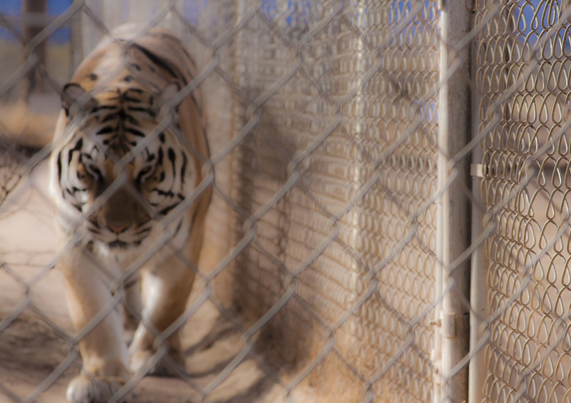 How To Become a Wildlife Expert: Peter Gros - Pursue The Passion